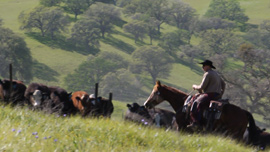 Video Gallery | Recipe Videos and more - Harris Ranch Beef Company