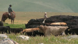 Video Gallery | Recipe Videos and more - Harris Ranch Beef Company