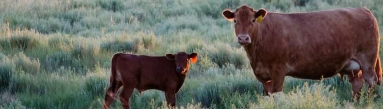 USDA study supports beef in a healthy diet - Harris Ranch Beef Company