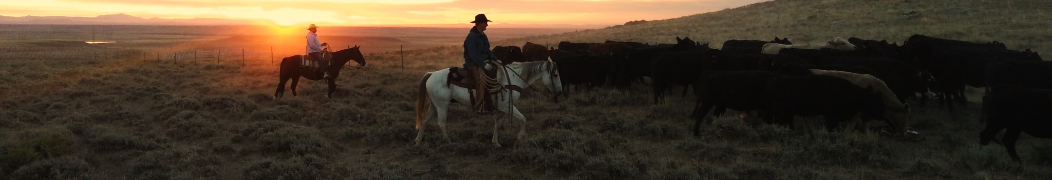 Sustainability - Harris Ranch Beef Company
